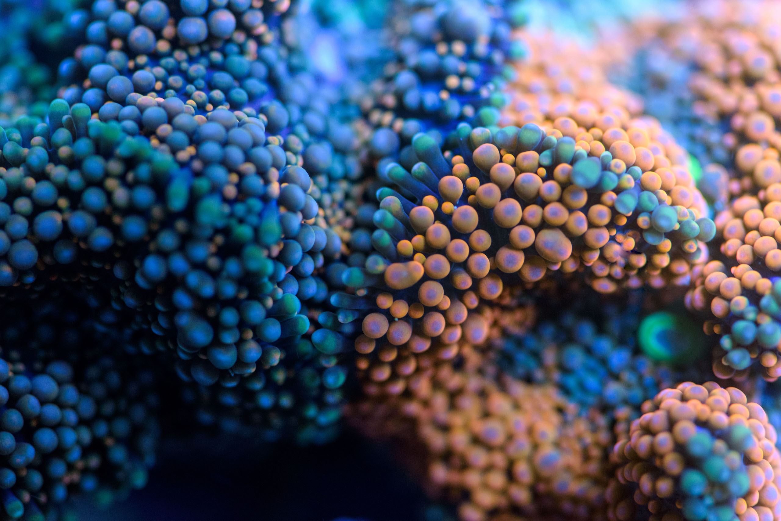 Unlimited Color Corals